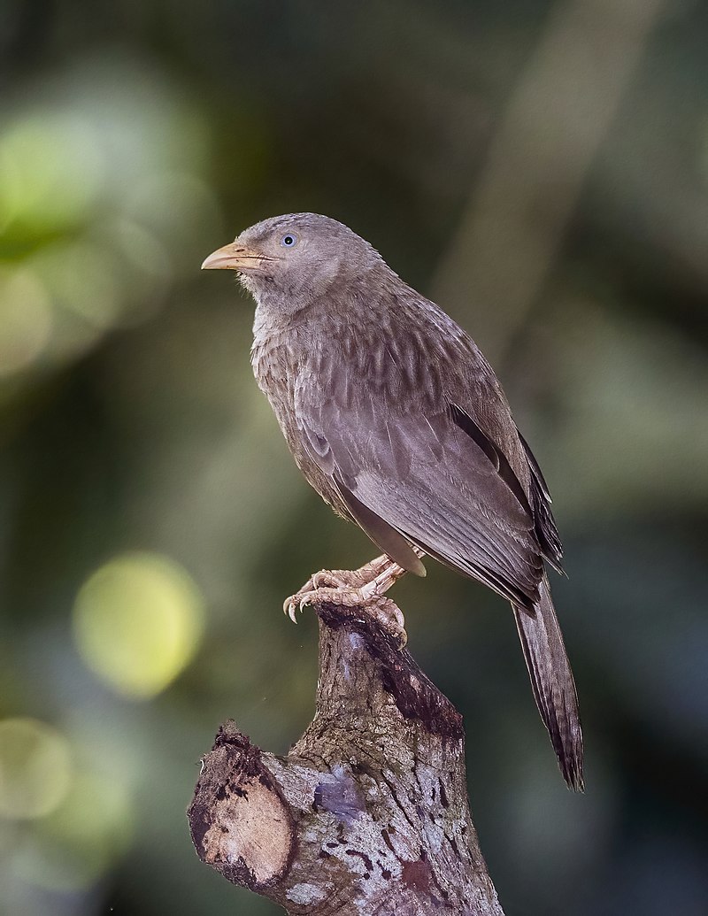 BirdCLEF 2024 : les trilles - Triskill