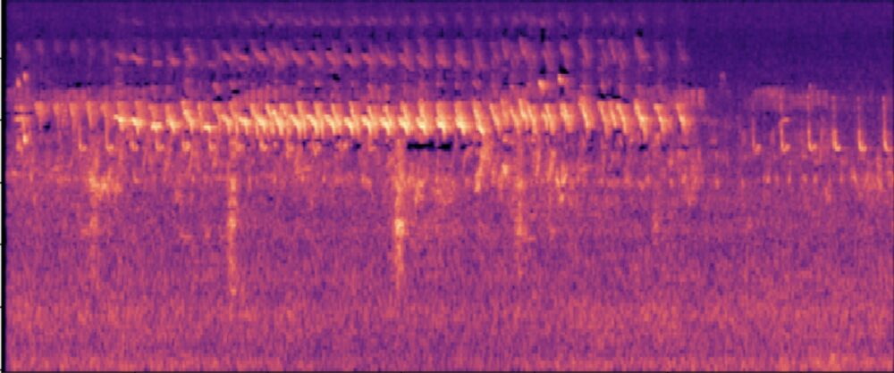 BirdCLEF 2024 : les trilles - Triskill